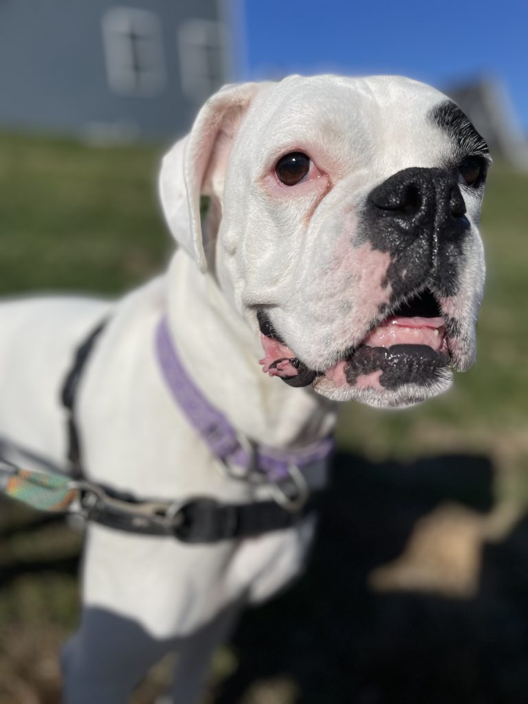 The Boxer Rescue, Inc. - Finding Boxers Homes Since 2010