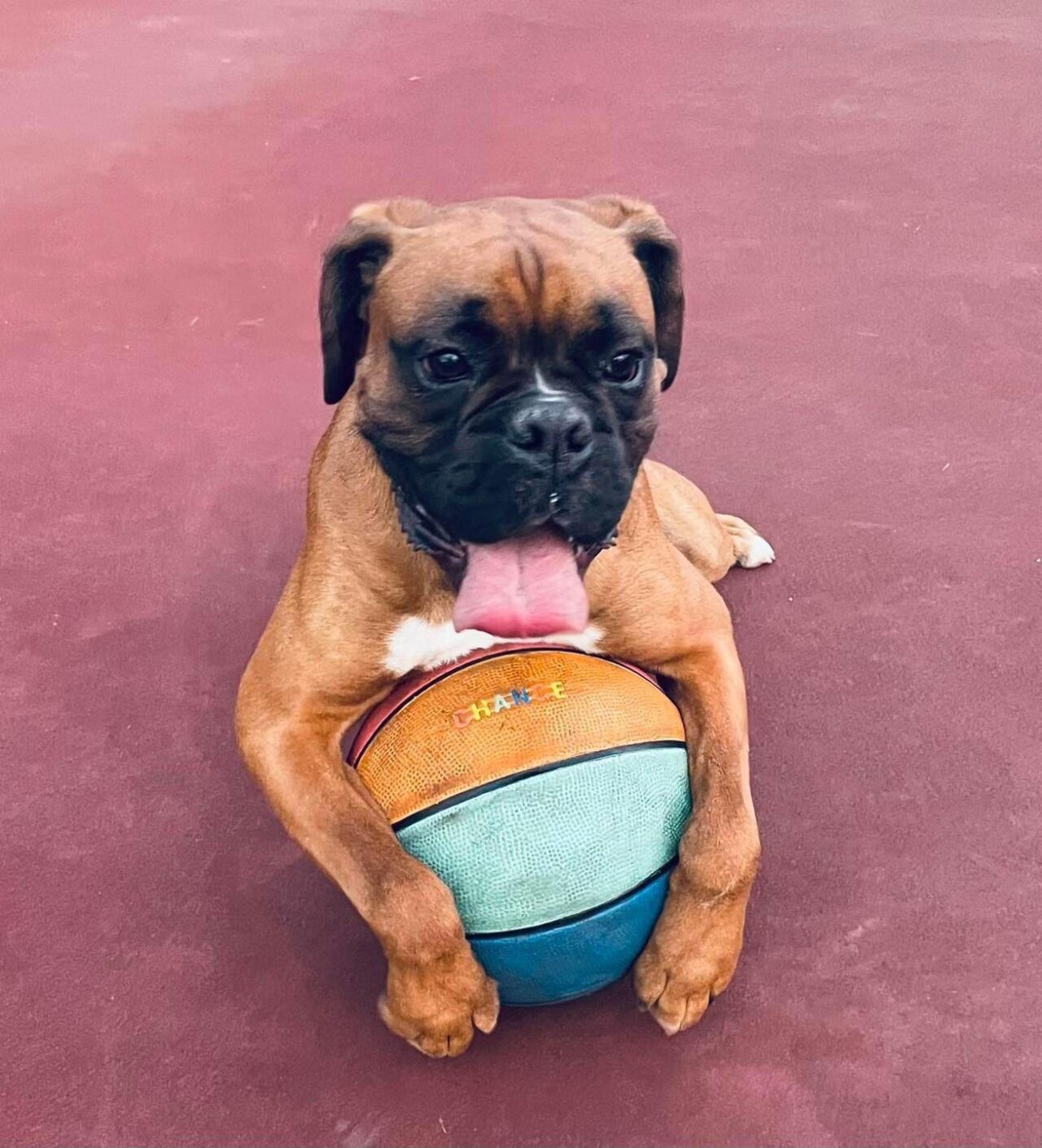 The Boxer Rescue, Inc. - Finding Boxers Homes Since 2010