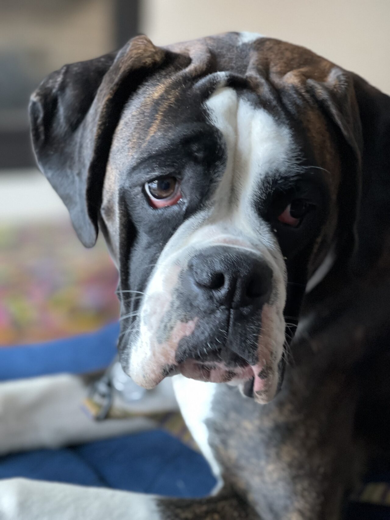 The Boxer Rescue, Inc. - Finding Boxers Homes Since 2010