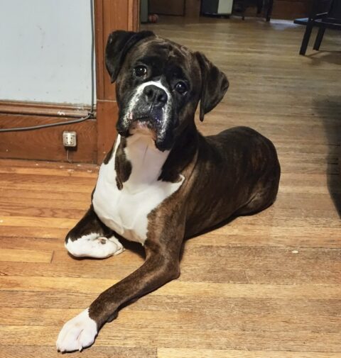 The Boxer Rescue, Inc. - Finding Boxers Homes Since 2010