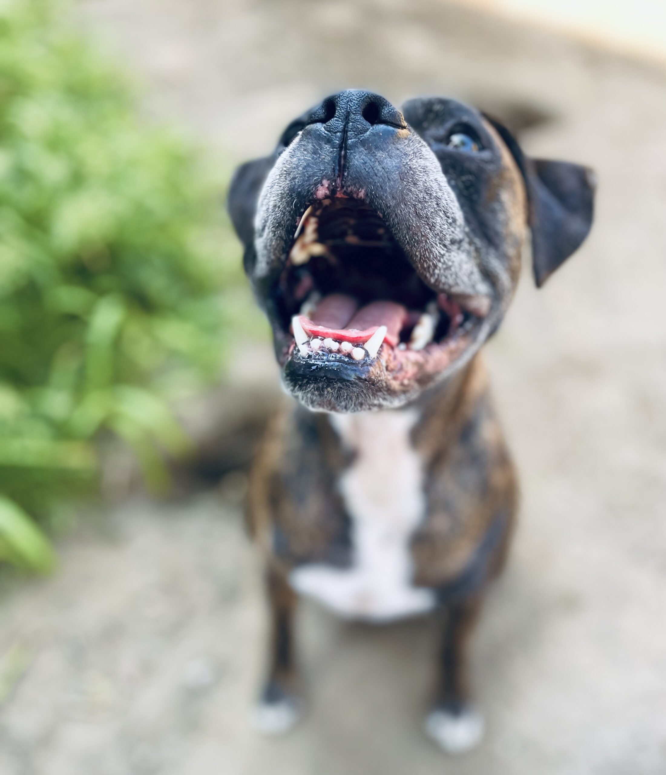 The Boxer Rescue, Inc. - Finding Boxers Homes Since 2010