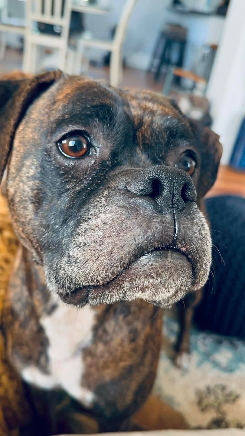 The Boxer Rescue, Inc. - Finding Boxers Homes Since 2010