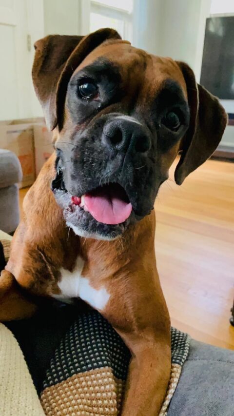 The Boxer Rescue, Inc. - Finding Boxers Homes Since 2010