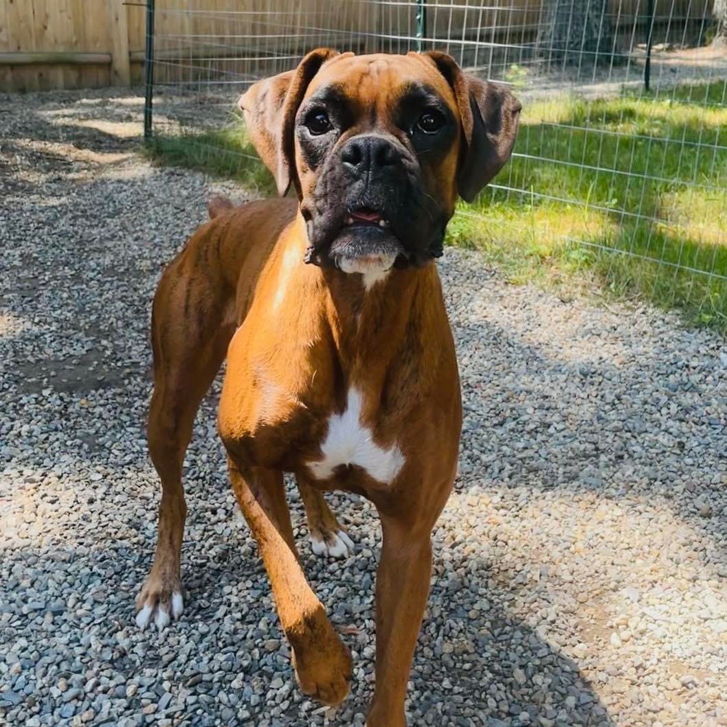The Boxer Rescue, Inc. - Finding Boxers Homes Since 2010