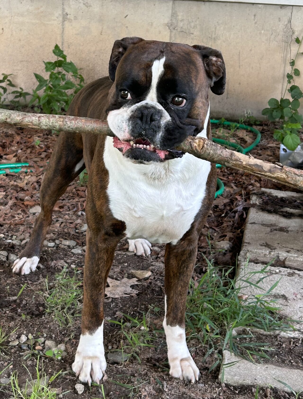 The Boxer Rescue, Inc. - Finding Boxers Homes Since 2010