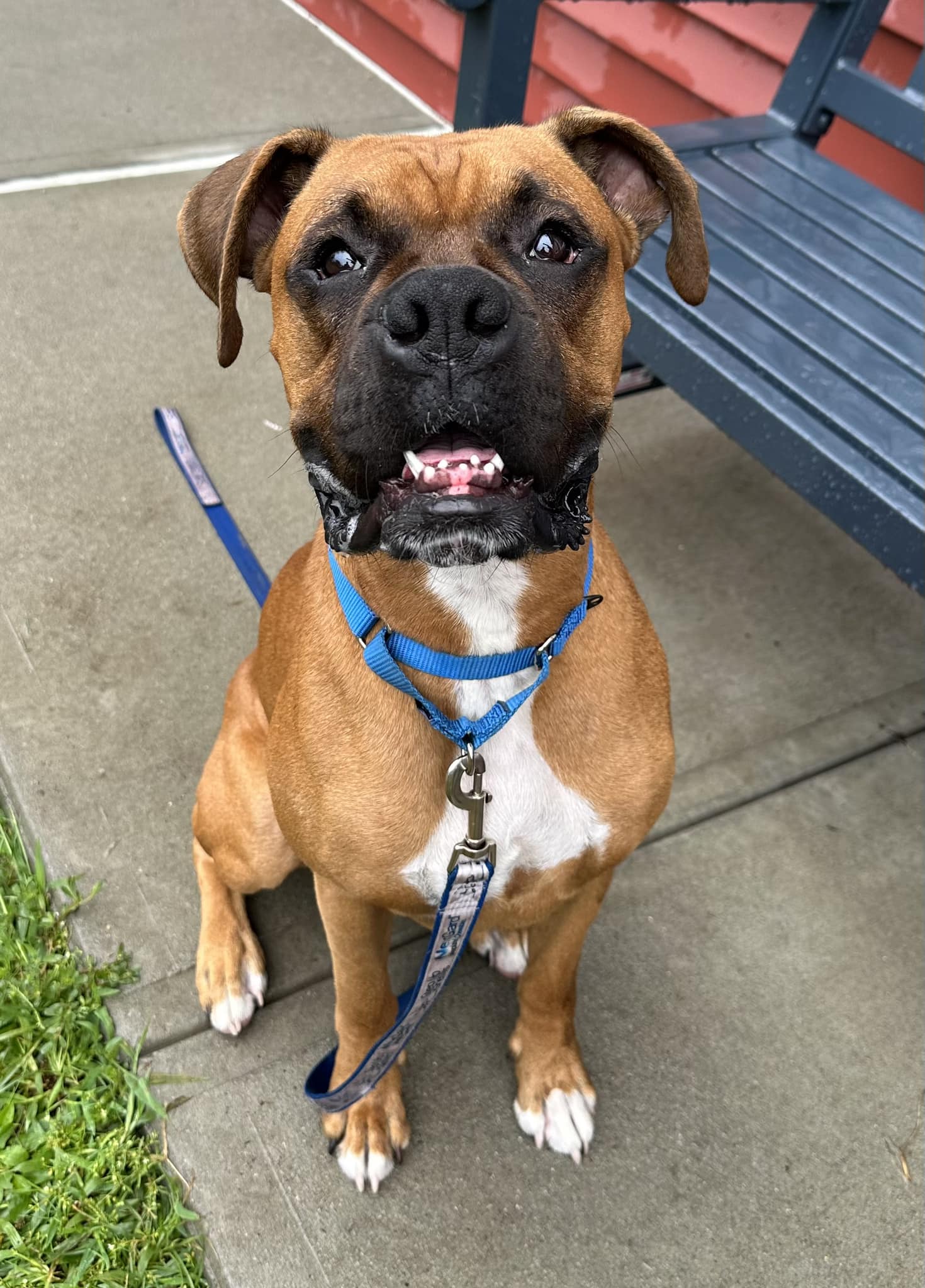 The Boxer Rescue, Inc. - Finding Boxers Homes Since 2010