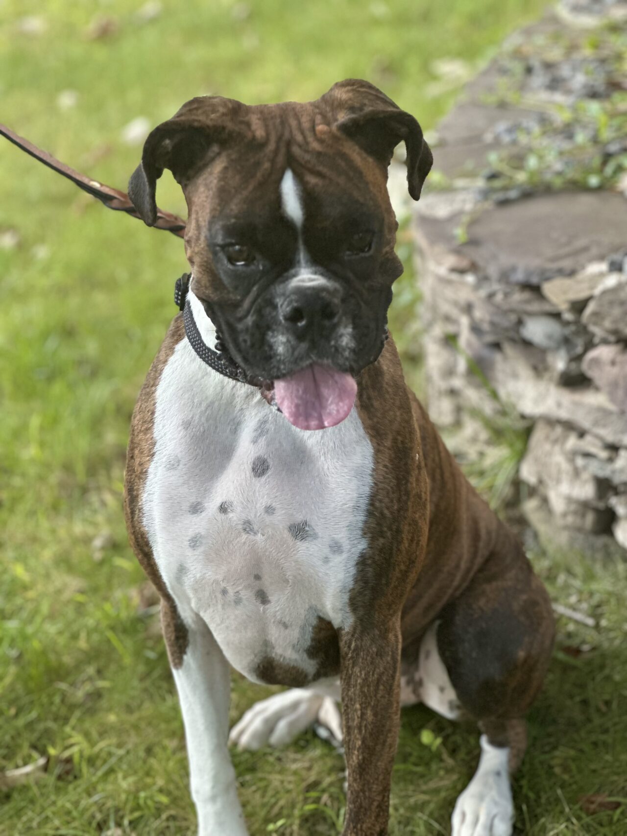 The Boxer Rescue, Inc. - Finding Boxers Homes Since 2010