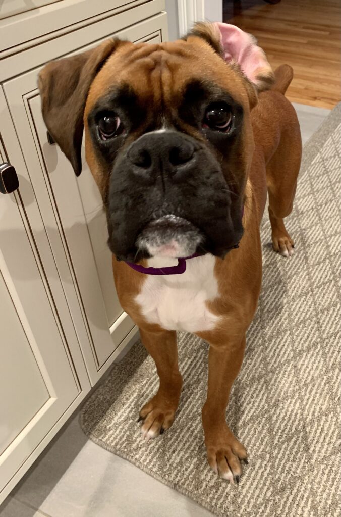 The Boxer Rescue, Inc. - Finding Boxers Homes Since 2010