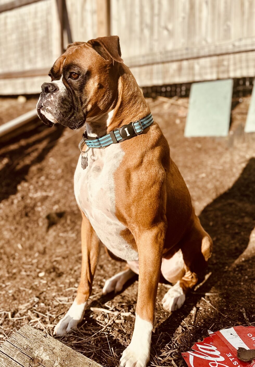 The Boxer Rescue, Inc. - Finding Boxers Homes Since 2010