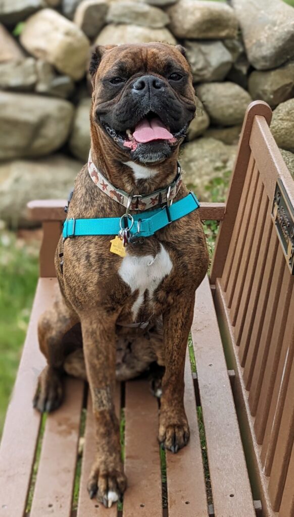 The Boxer Rescue, Inc. - Finding Boxers Homes Since 2010