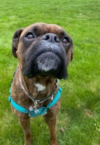 The Boxer Rescue, Inc. - Finding Boxers Homes Since 2010