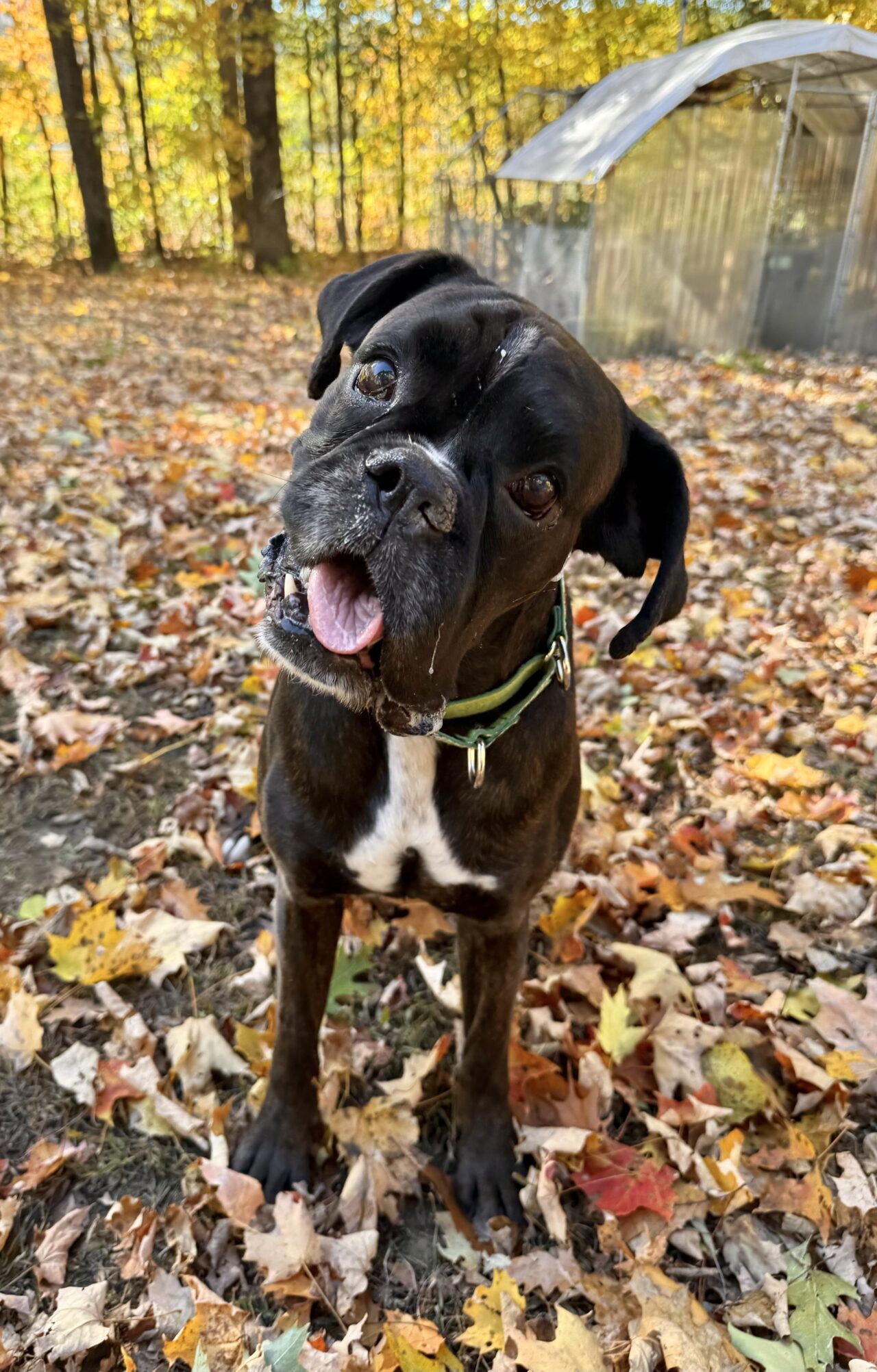 The Boxer Rescue, Inc. - Finding Boxers Homes Since 2010