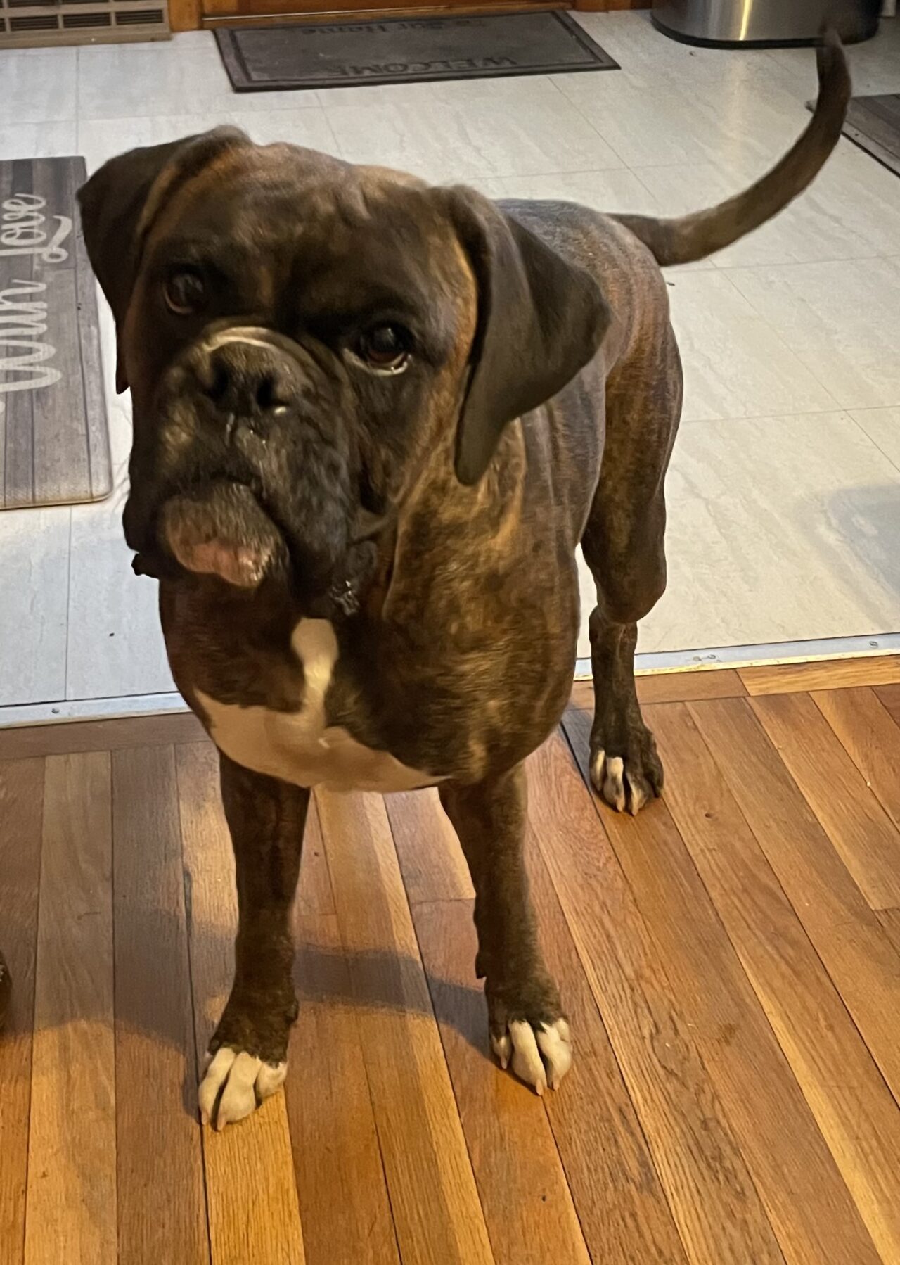 The Boxer Rescue, Inc. - Finding Boxers Homes Since 2010