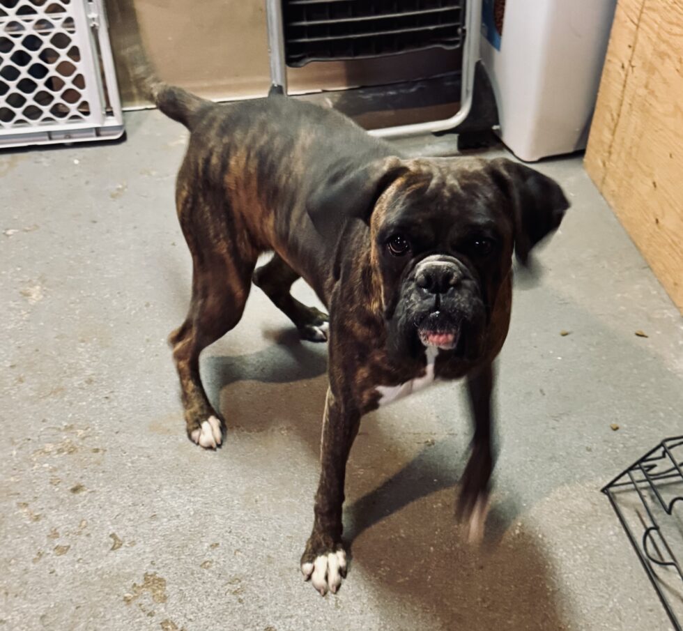 The Boxer Rescue, Inc. - Finding Boxers Homes Since 2010