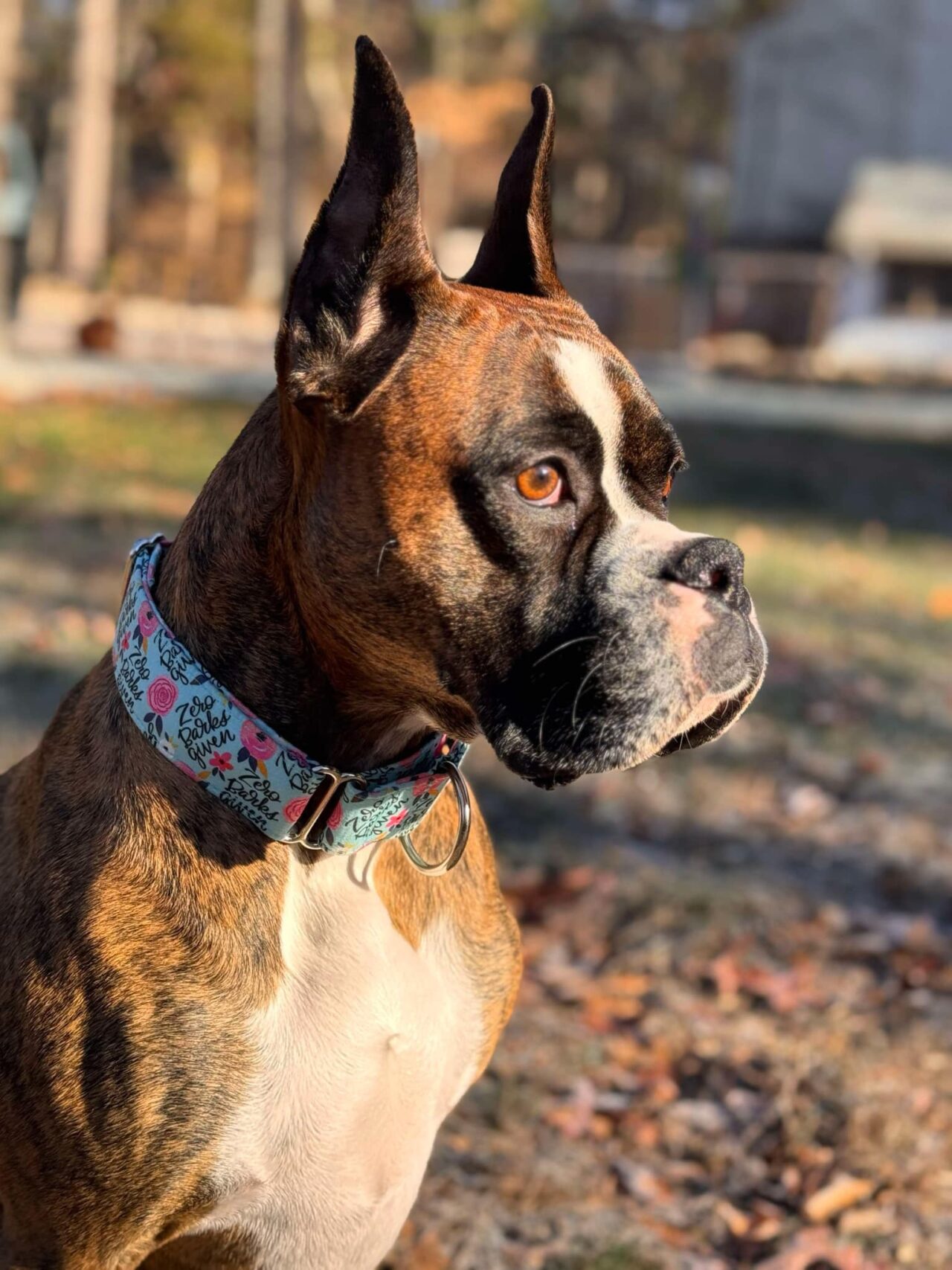 The Boxer Rescue, Inc. - Finding Boxers Homes Since 2010
