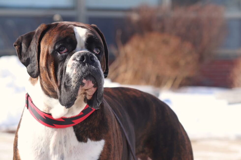 The Boxer Rescue, Inc. - Finding Boxers Homes Since 2010