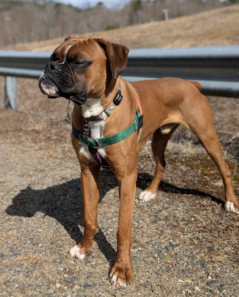 The Boxer Rescue, Inc. - Finding Boxers Homes Since 2010