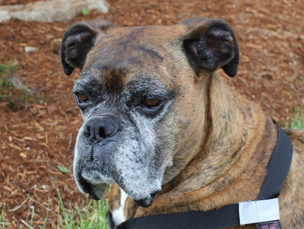 The Boxer Rescue, Inc. - Finding Boxers Homes Since 2010