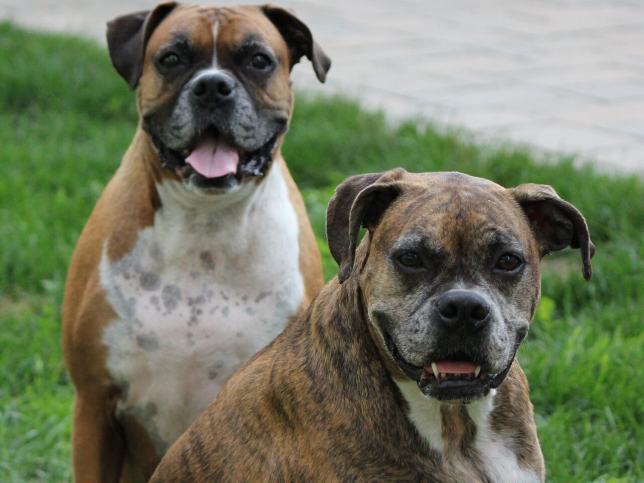 The Boxer Rescue, Inc. - Finding Boxers Homes Since 2010
