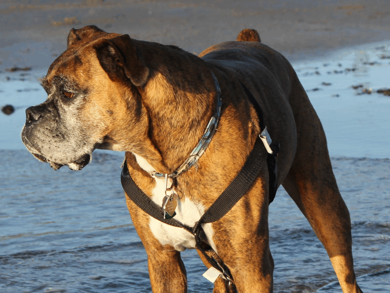 The Boxer Rescue, Inc. - Finding Boxers Homes Since 2010